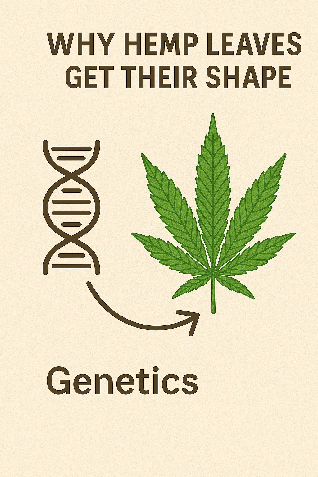 Why Hemp Leaves Get Their Shape – Ranchera Familia