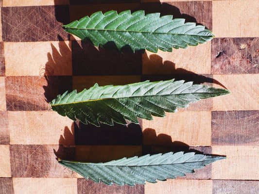 Buy Fresh CBD Hemp Leafs Online | Quality Hemp Leaves – Ranchera Familia